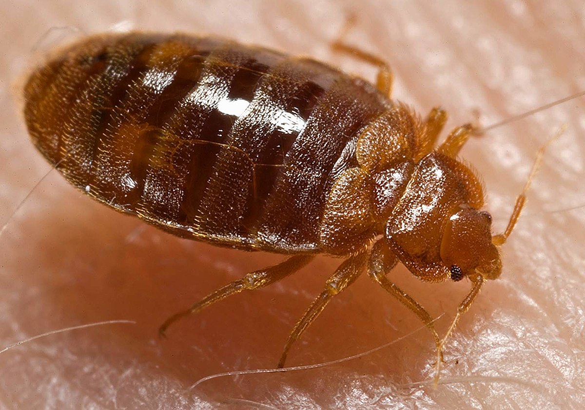 What Are These Bed Bugs And How to Get Rid Them? | Posts by ...